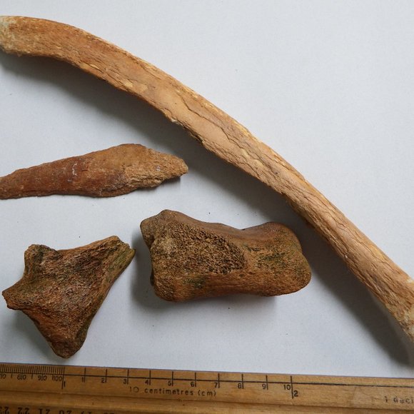 Wall Decor | Rare Red Stained 4 Pcs Buffalo Bones Specimen Lot From ...